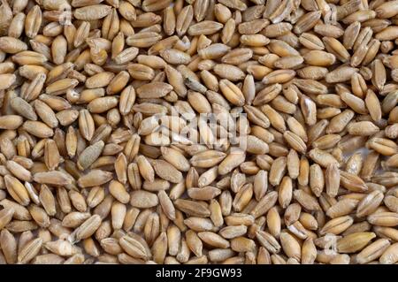 Triticale grain, mixed grain of rye and wheat Stock Photo - Alamy