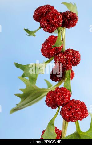 Spiked Blitum capitatum (Blitum capitatum) (Chenopodium capitatum Stock ...
