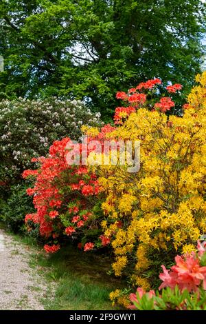 Yellow Azalea (Rhododendron luteum) growing wild, Lesvos, Greece Stock ...