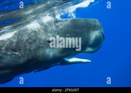 head of a sperm whale underwater, sperm whale underwater, Physeter catodon, Physeter ...