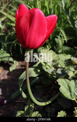 Tulip 'Van Eijk' (Tulipa 'Van Eijk' Stock Photo - Alamy