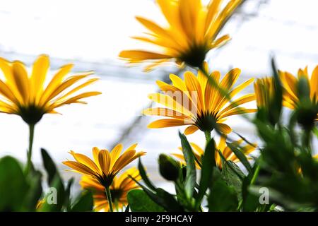 Bottom view of multiple yellow African Daisies Stock Photo - Alamy