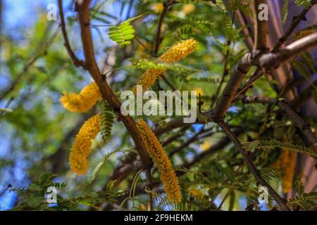 Mesquite flowering leaves. Cluster of mesquite tree blooms in spring ...