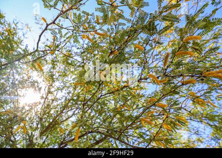 Mesquite flowering leaves. Cluster of mesquite tree blooms in spring ...