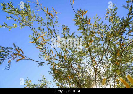 Mesquite flowering leaves. Cluster of mesquite tree blooms in spring ...