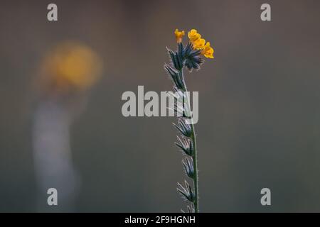 A common fiddleneck wildflower (Amsinckia intermedia) growing wild and ...