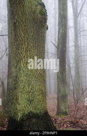 old oak tree in a misty Vail Stock Photo - Alamy