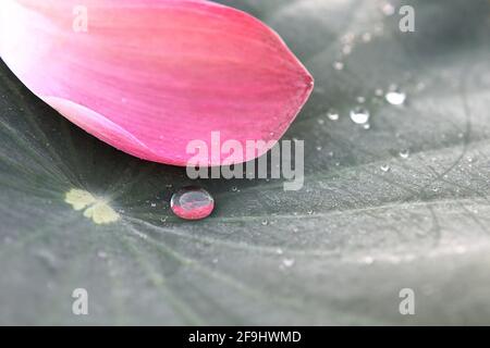 dew drop on green lotus leaf Stock Photo - Alamy