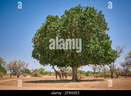 Rhodesian giraffe (Giraffa camelopardalis thornicrofti), South Luangwa ...