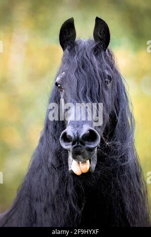 The Horse Face Stock Photo - Alamy