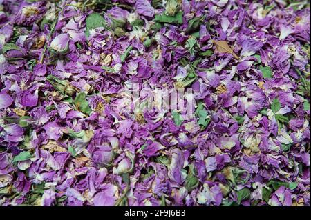 Vibrant dry rose buds petals at a traditional herbalist market stall ...