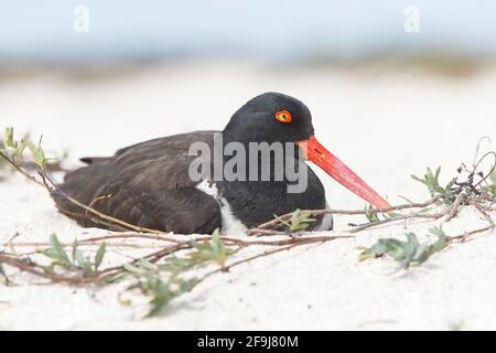 American Oystercatcher, San Cristobal, Galapagos, November 2014 Stock ...