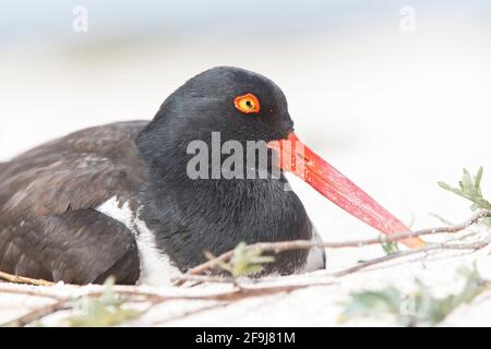 American Oystercatcher, San Cristobal, Galapagos, November 2014 Stock ...