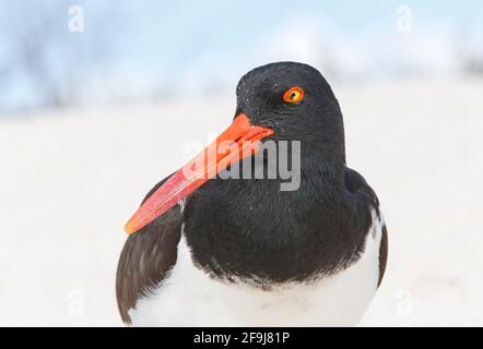 American Oystercatcher, San Cristobal, Galapagos, November 2014 Stock ...