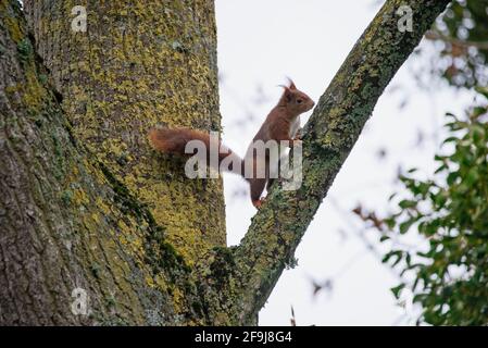Red squirrel on a cottonwood branch Stock Photo - Alamy