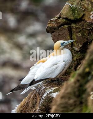RSPB, Troup Head, Banff, Aberdeenshire, UK. 19th Apr, 2021. UK, AB453JL ...