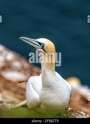 RSPB, Troup Head, Banff, Aberdeenshire, UK. 19th Apr, 2021. UK, AB453JL ...