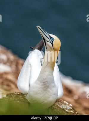 RSPB, Troup Head, Banff, Aberdeenshire, UK. 19th Apr, 2021. UK, AB453JL ...