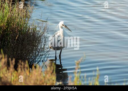 A shallow focus shot of a little egret on the shore Stock Photo - Alamy