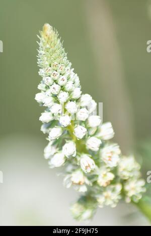 Vertical shot of a blooming reseda flower Stock Photo - Alamy