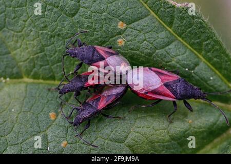 macro photography of insects, known as fire bugs, some are mating Stock ...