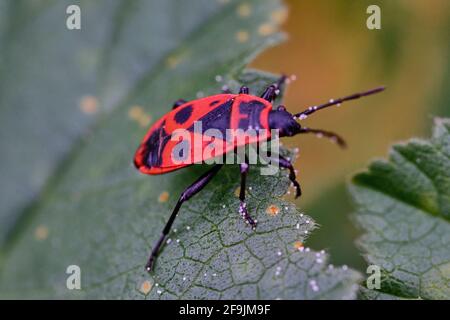macro photography of insects, known as fire bugs, some are mating Stock ...