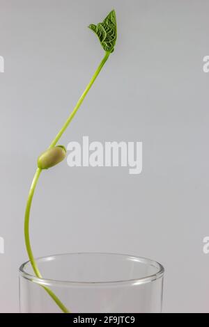 Vertical shot of a bean seed sprout growing sequence on a white ...