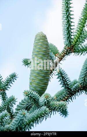 Female cone of Abies pinsapo var. marocana, Moroccan fir Stock Photo ...