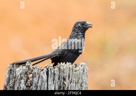 Groove-billed Ani - Crotophaga sulcirostris tropical bird in the cuckoo ...