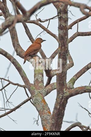 Rufous Woodpecker (Celeus brachyurus) female, Sepilok Forest Reserve ...