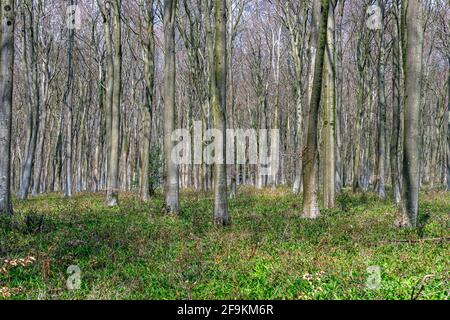 Beech forest in spring Stock Photo - Alamy