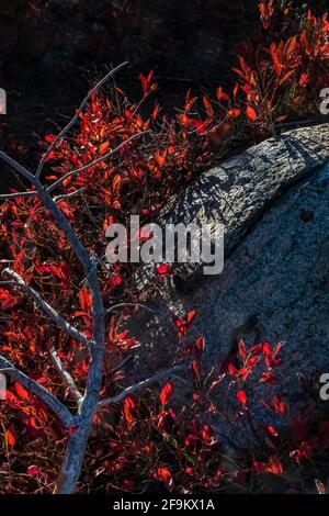 Scarlet Huckleberry leaves with weathered pine stump in autumn along ...
