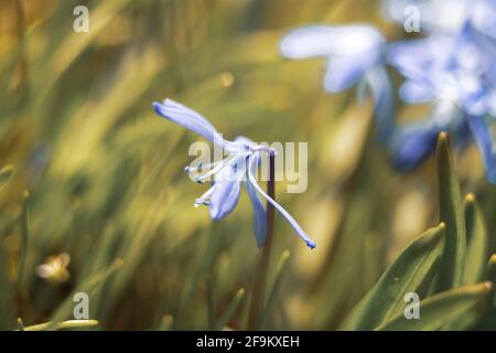 Siberian onion, early spring flower Stock Photo - Alamy