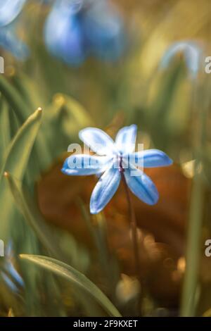 Siberian onion, early spring flower Stock Photo - Alamy