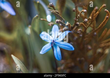 Siberian onion, early spring flower Stock Photo - Alamy