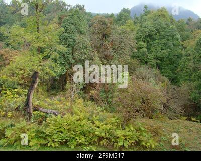 Mixed temperate mountain forests (Himalayan mixed forests) in the ...