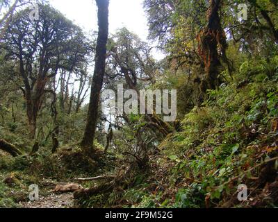 Mixed temperate mountain forests (Himalayan mixed forests) in the ...