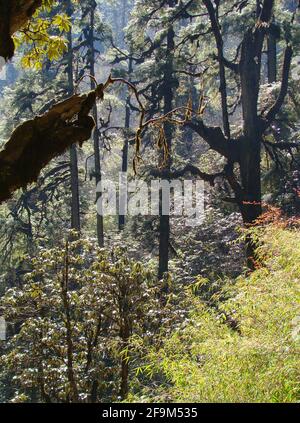 Mixed temperate mountain forests (Himalayan mixed forests) in the ...