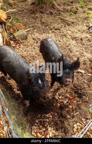 two black pigs Stock Photo - Alamy