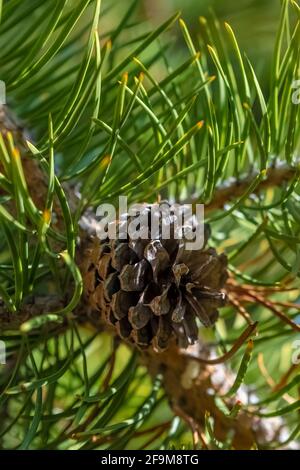 Lodgepole Pine (Pinus contorta) cone in Beartooth Mountains, Montana ...