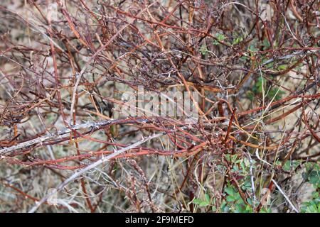 tangle of brambles Stock Photo - Alamy