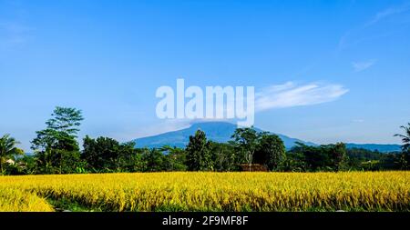 Landscape ricefields and mount Tampomas, Sumedang, West Java,Indonesia ...