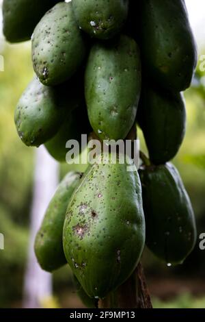 A vertical shot of a Papaya tree with fresh fruits in a garden in ...