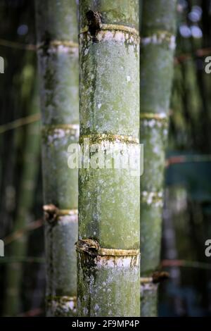 A vertical shot of a green forest with tall trees Stock Photo - Alamy