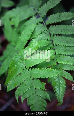 Vertical shot of green fern leaves on a blurred background Stock Photo ...