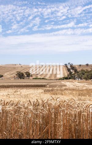 Vast wheat field with harvest during daytime Stock Photo - Alamy