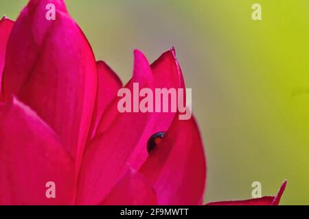 Ginger beetle on a green leaf Stock Photo - Alamy