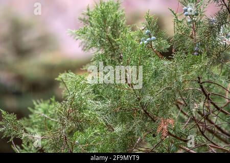 Greek juniper (Juniperus excelsa), cypress family, Grecian Juniper ...