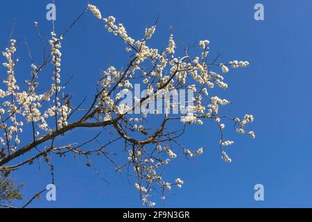 Branches with white flowers of the syrian pear tree close up Stock ...