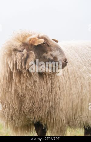 Sheep in the pasture. Field of extensive sheep farming in Brazil. Wool ...